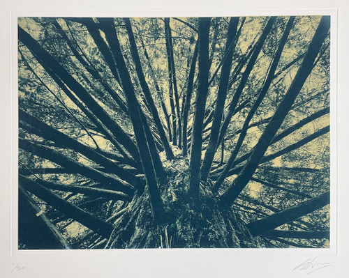 Ladder Tree | Simon Lawson Prints