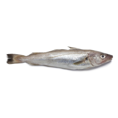Fresh Whiting Fish Headless | Marche Newon