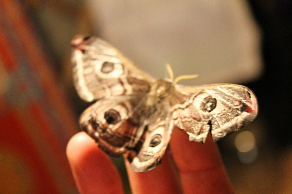 The tragedy of the Empress Moth