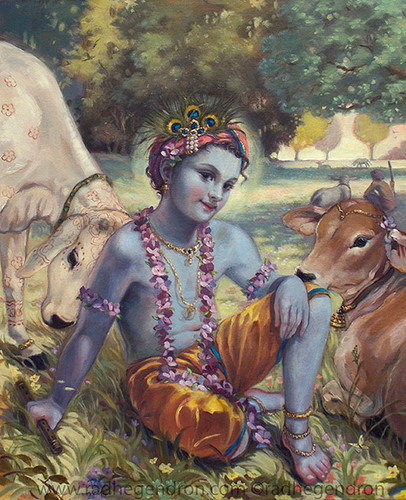 Gopal, sitting with two calves | website