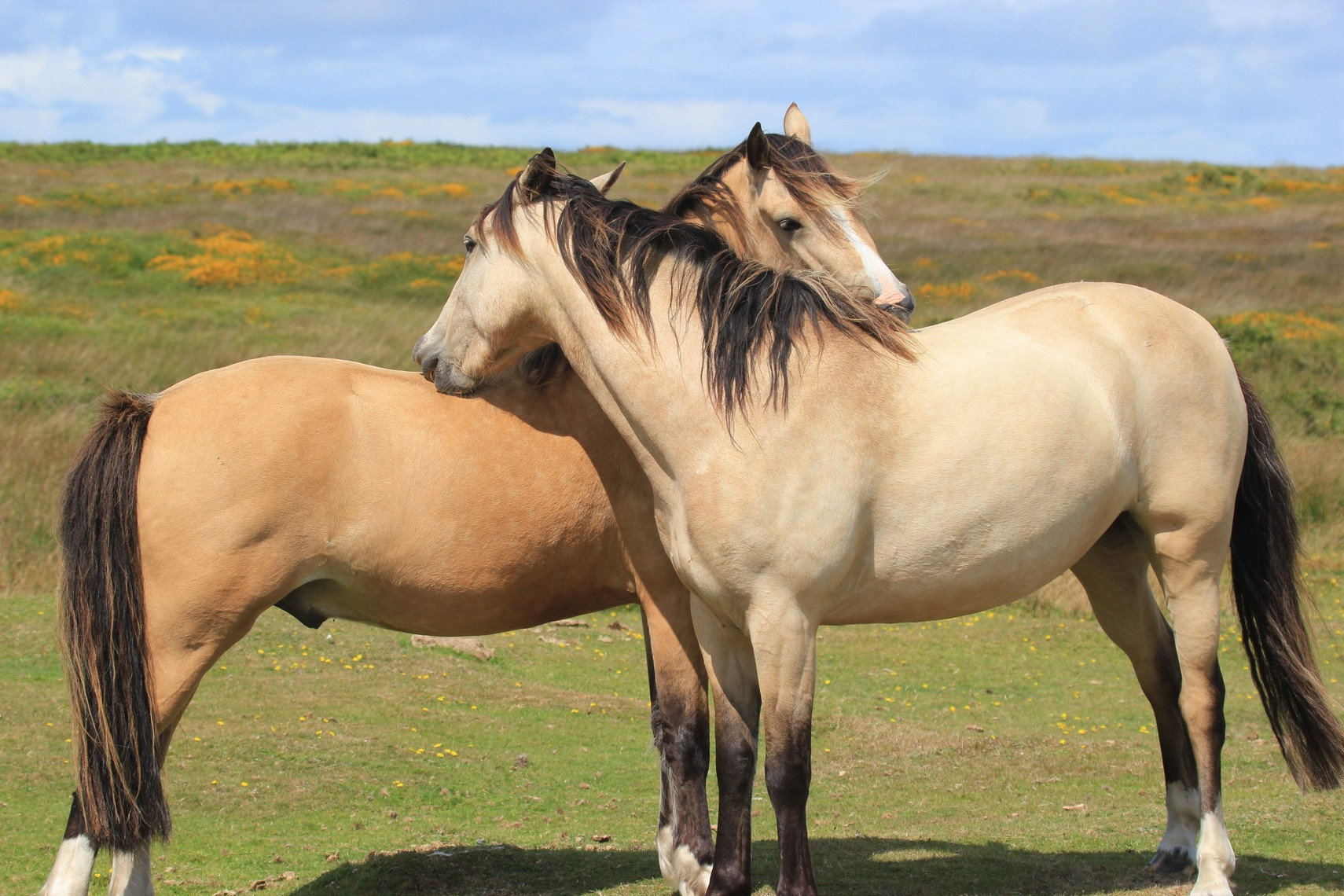 LUNDY PONIES