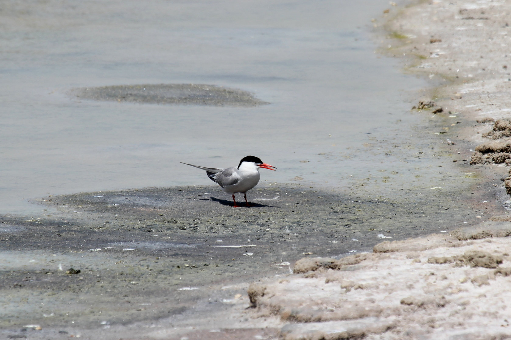 COMMON TERN