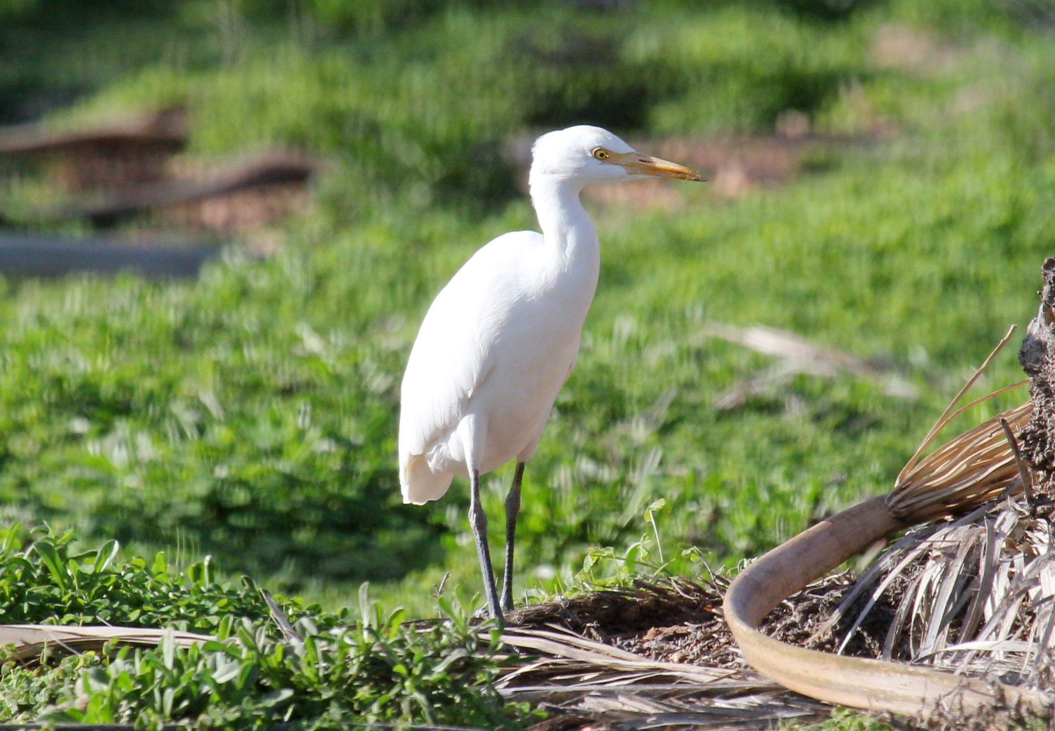 CATTLE EGRET