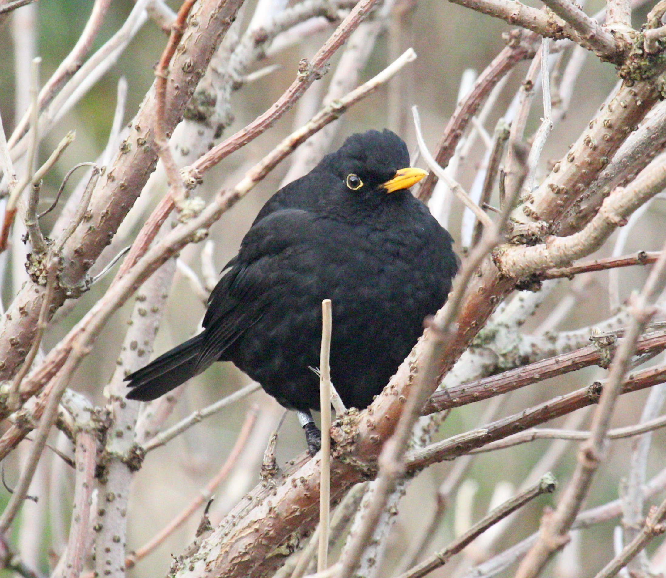 BLACKBIRD