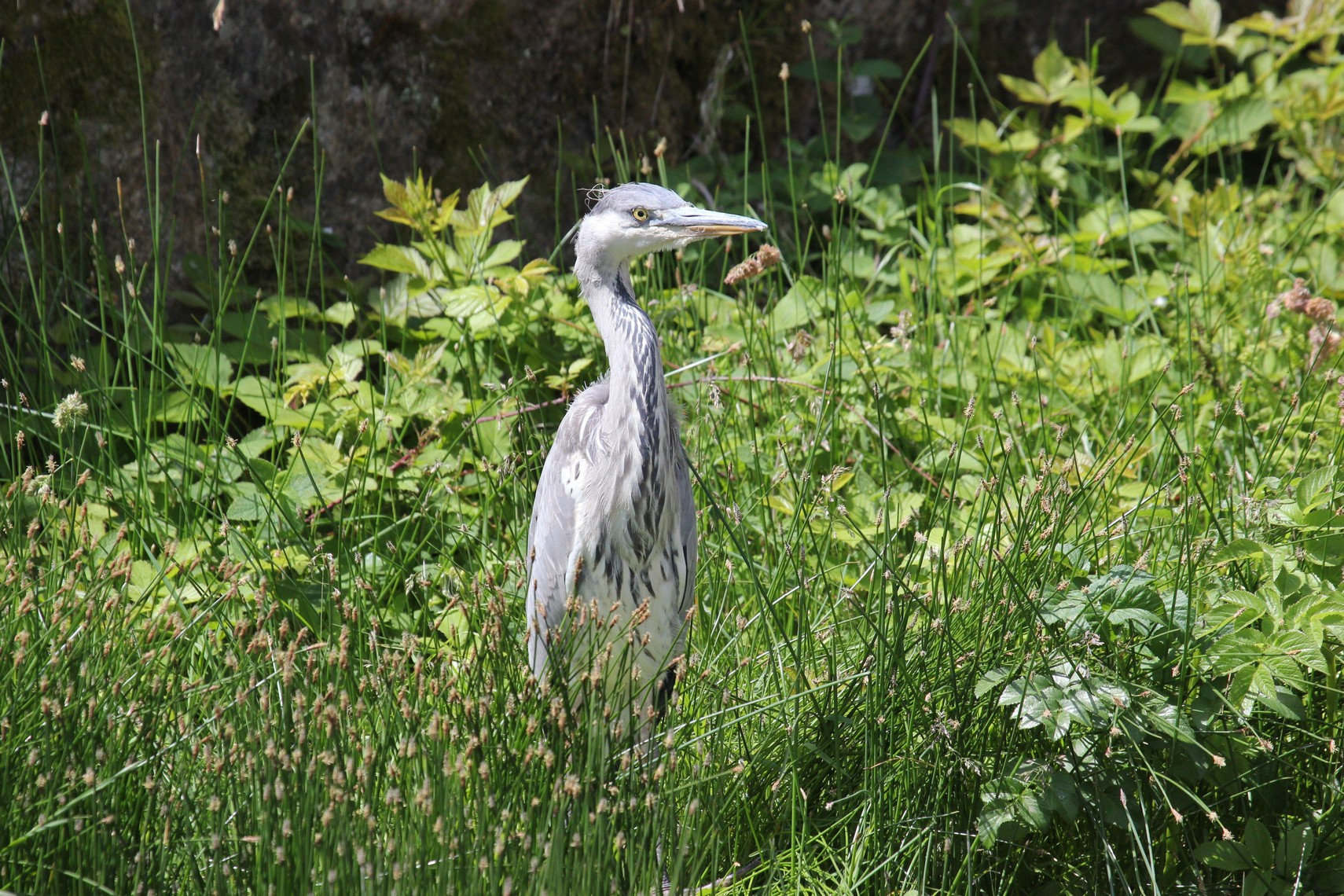GREY HERON