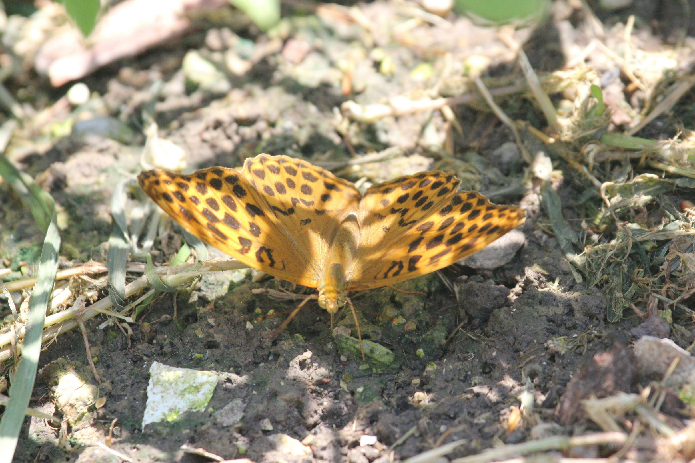 SILVER WASHED FRITILLARY