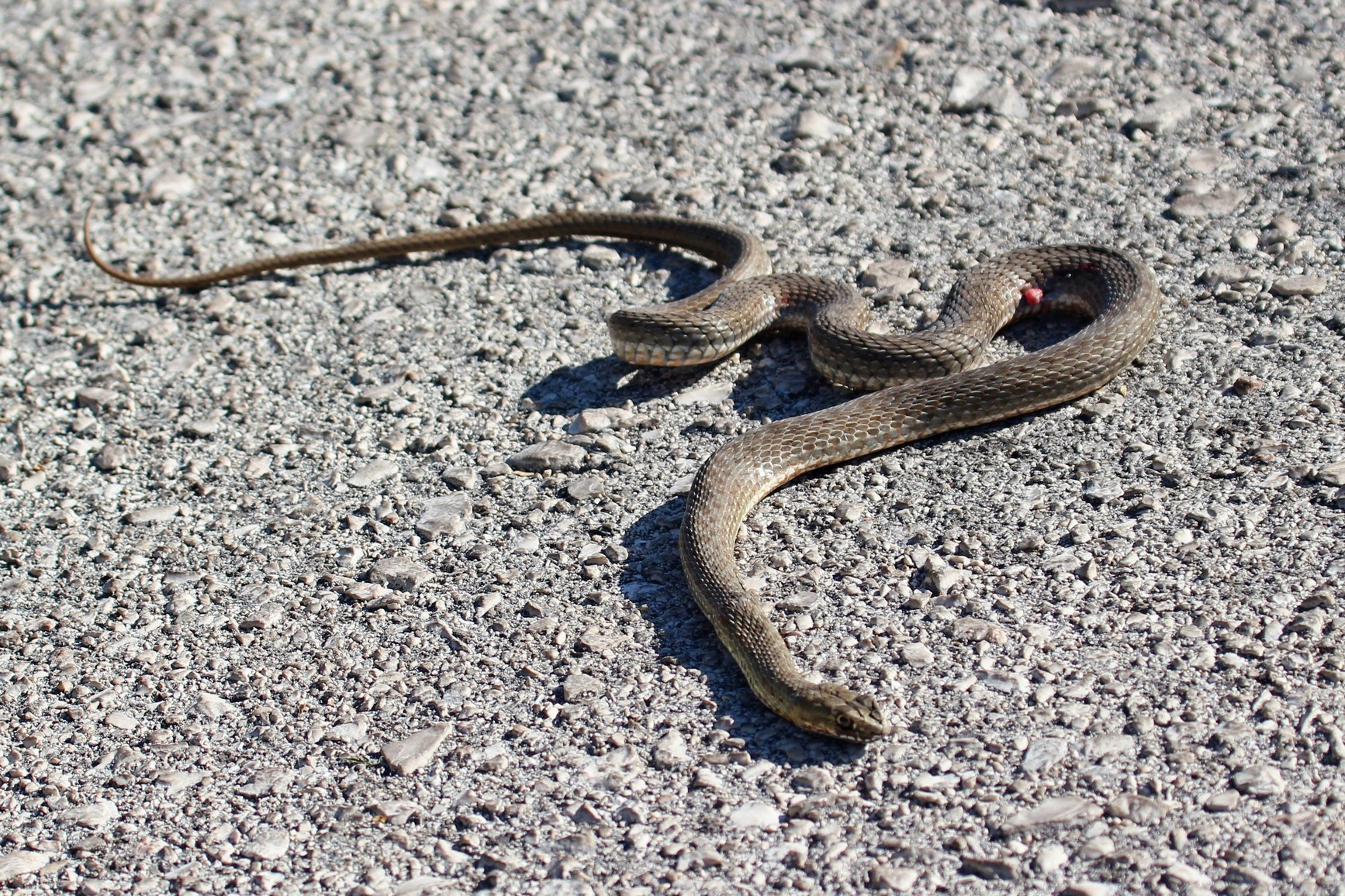 CASPIAN WHIP SNAKE