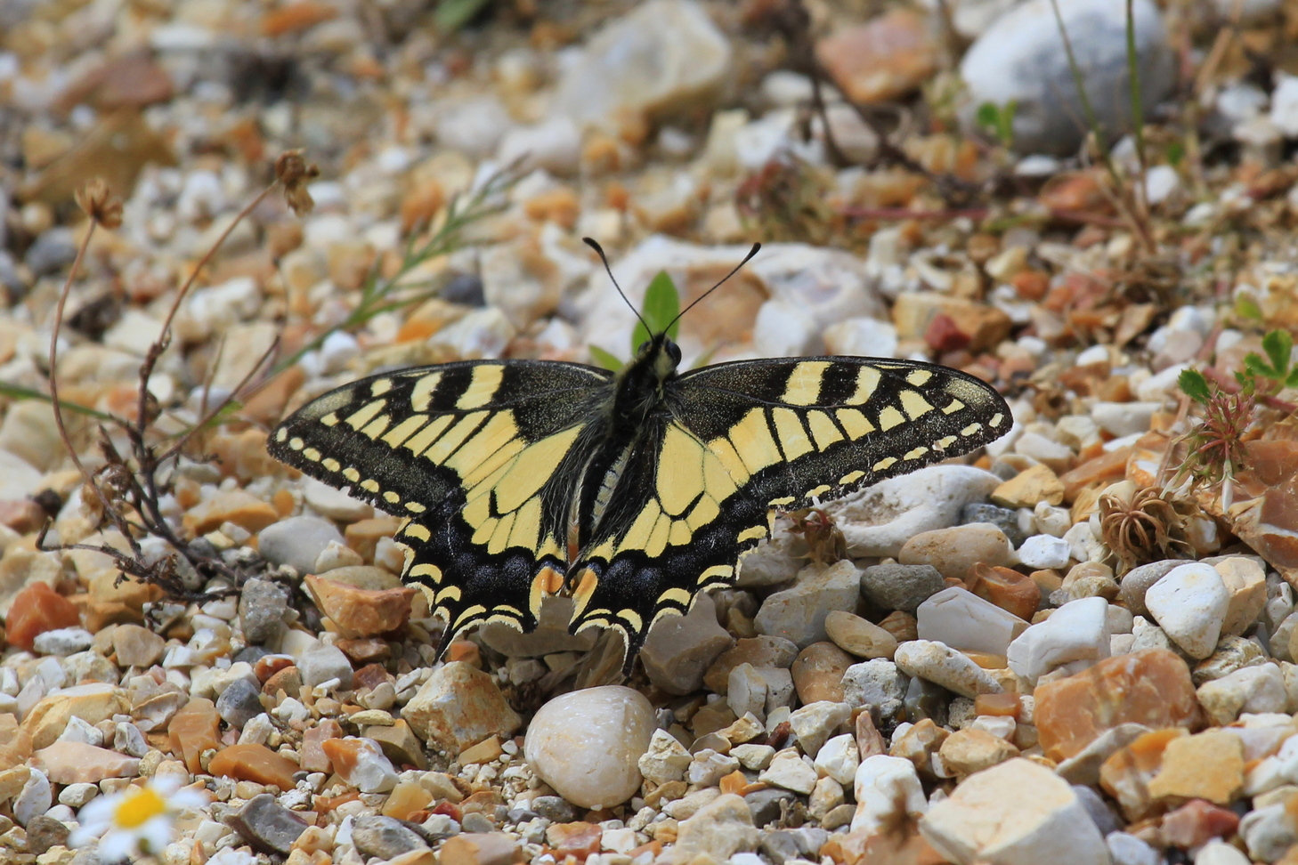 COMMON SWALLOWTAIL