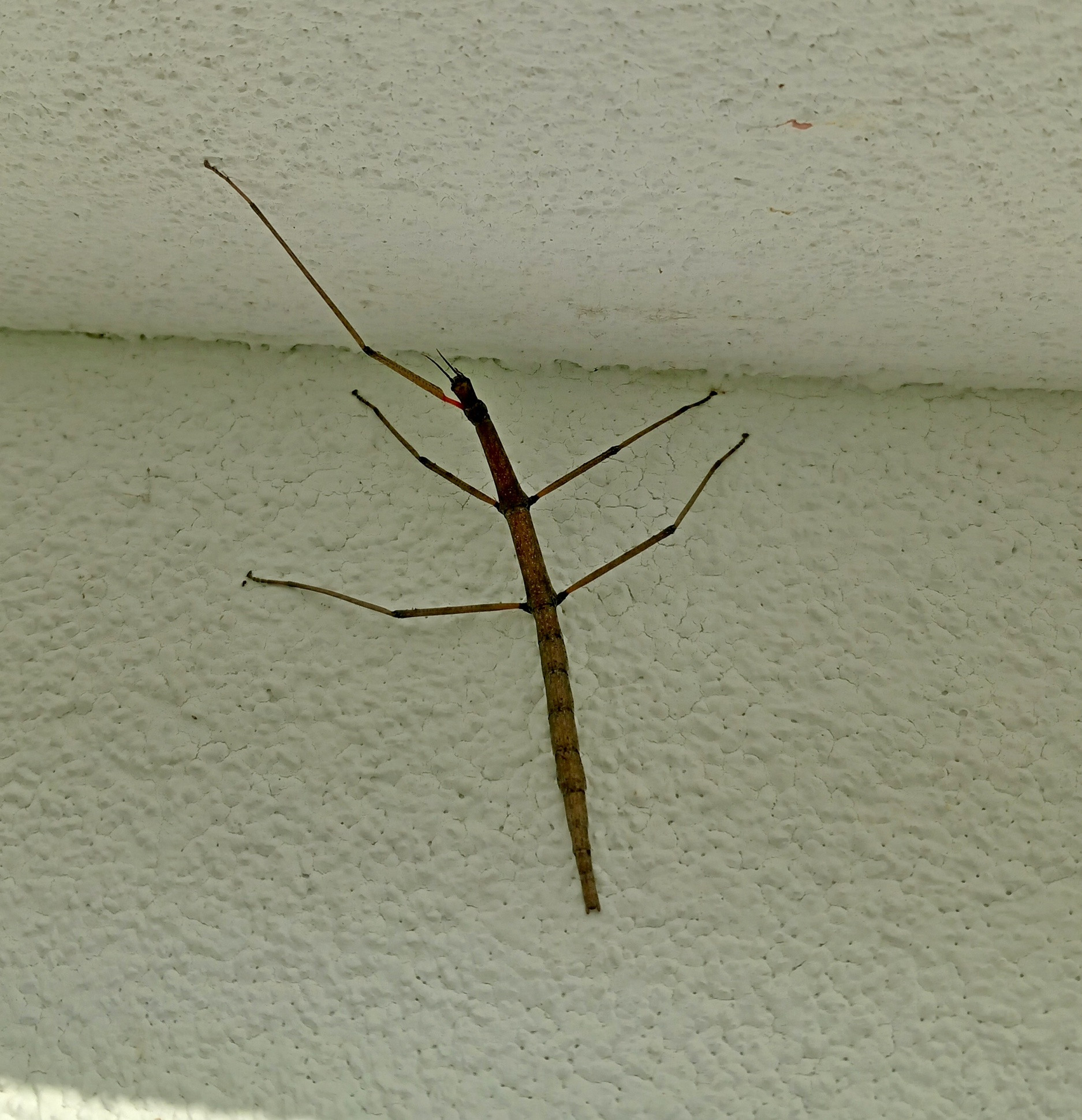 GREEK STICK INSECT