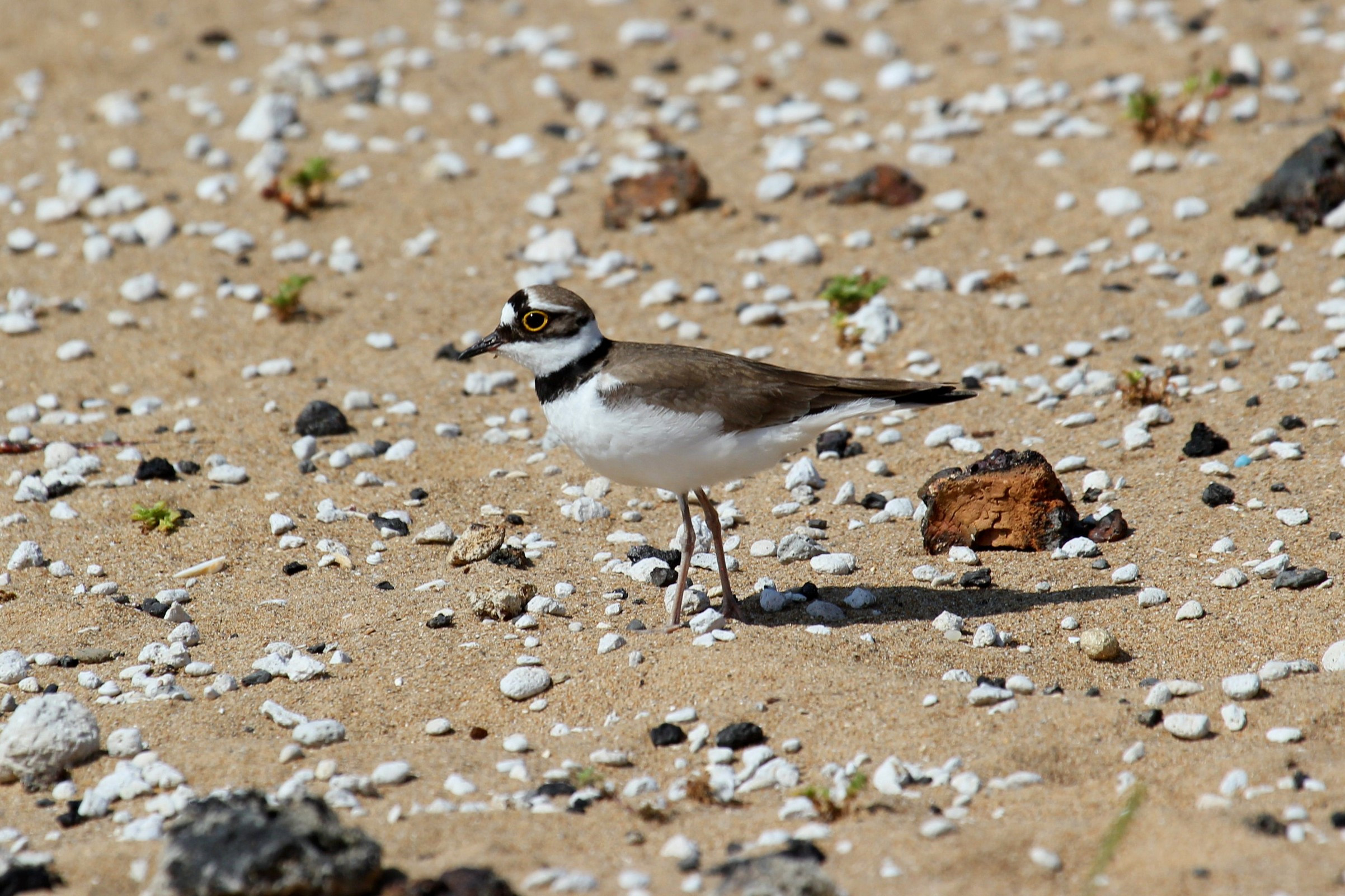 LITTLE RINGED PLOVER