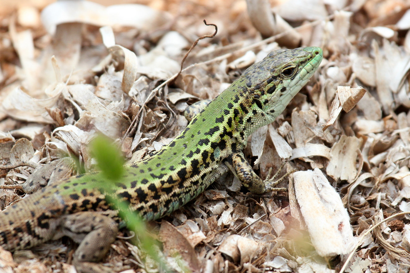 GREEK IONIAN WALL LIZARD