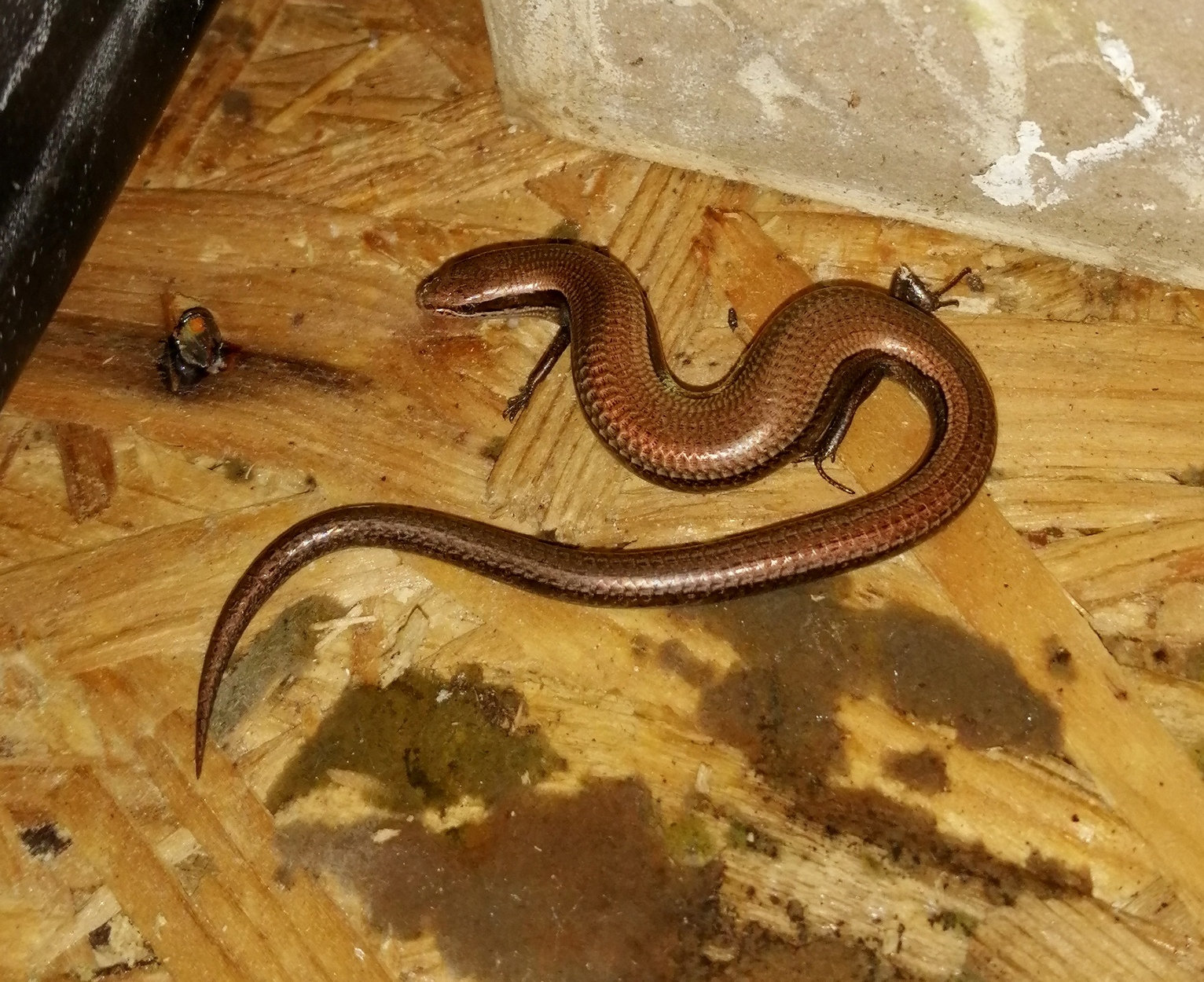 SNAKE-EYED SKINK