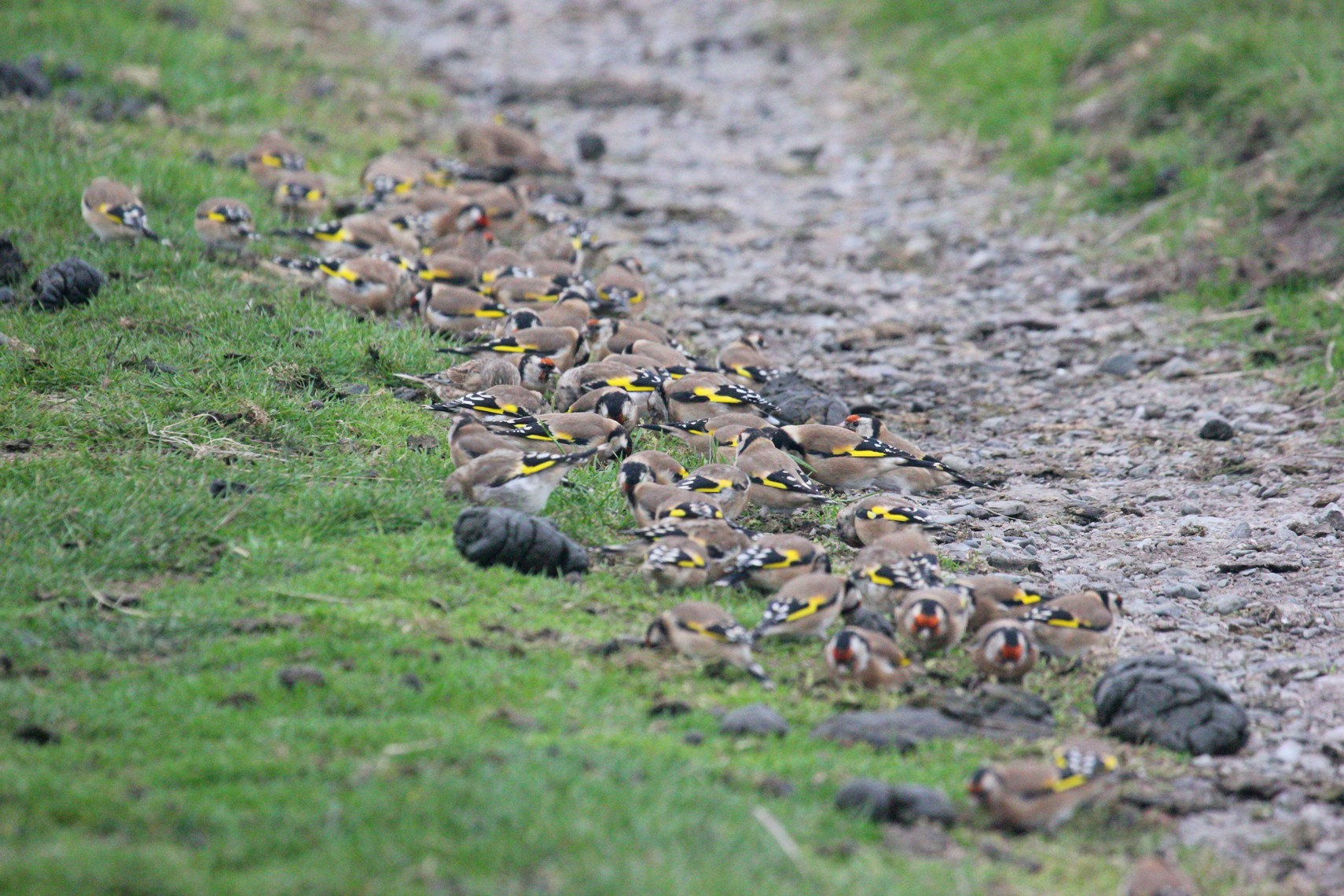 GOLDFINCH