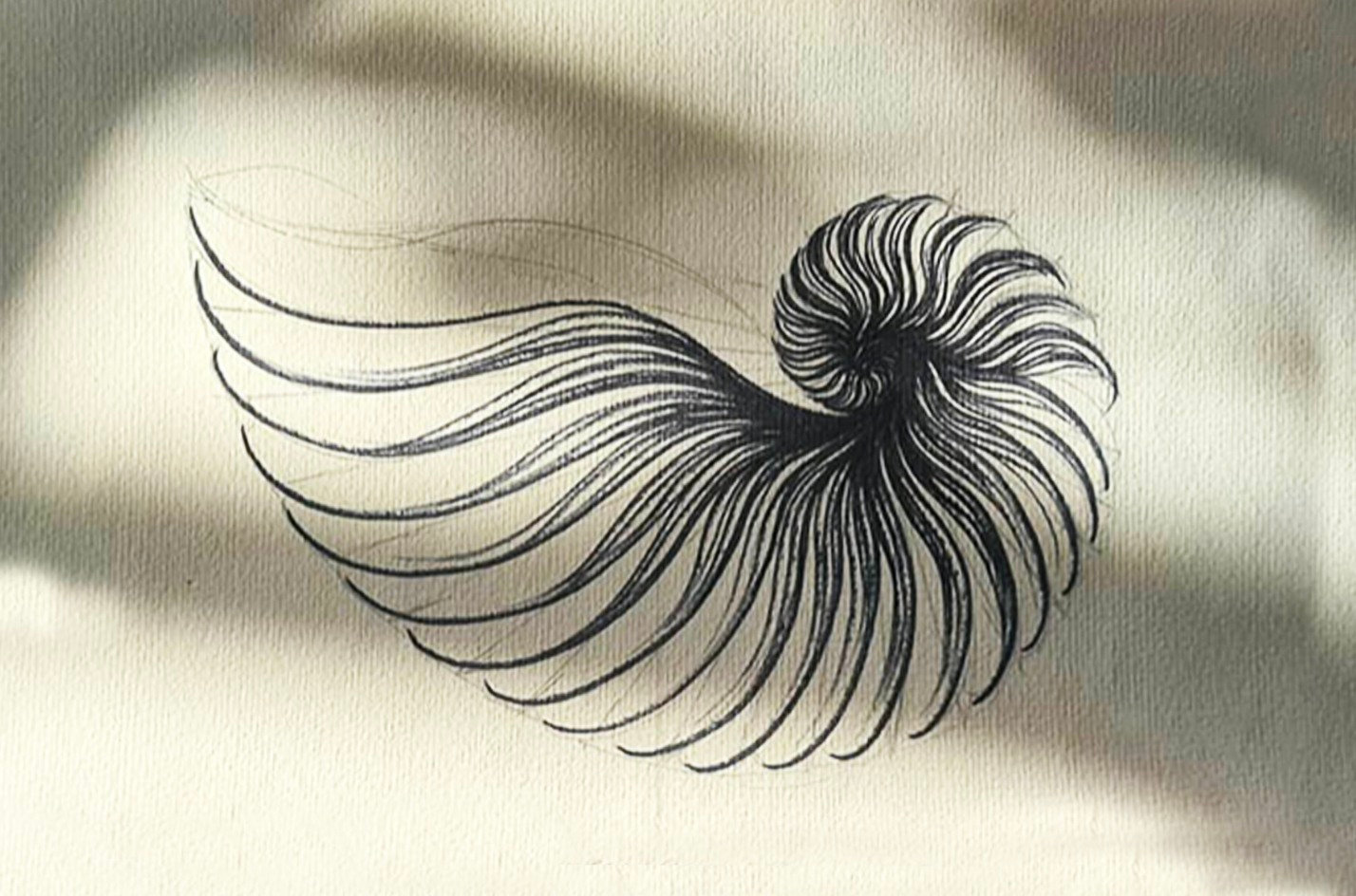 Hidden Geometry Of Nature ~ A Drawing Workshop | TheArtOfProcess