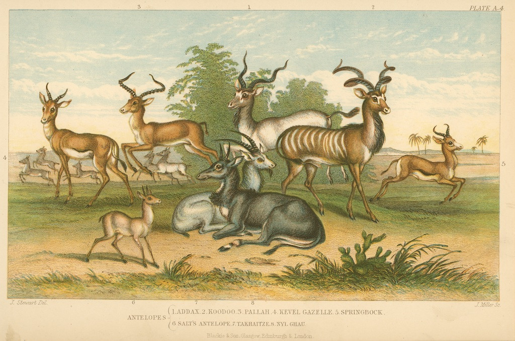 Antique Nature Prints | Fischer Arts