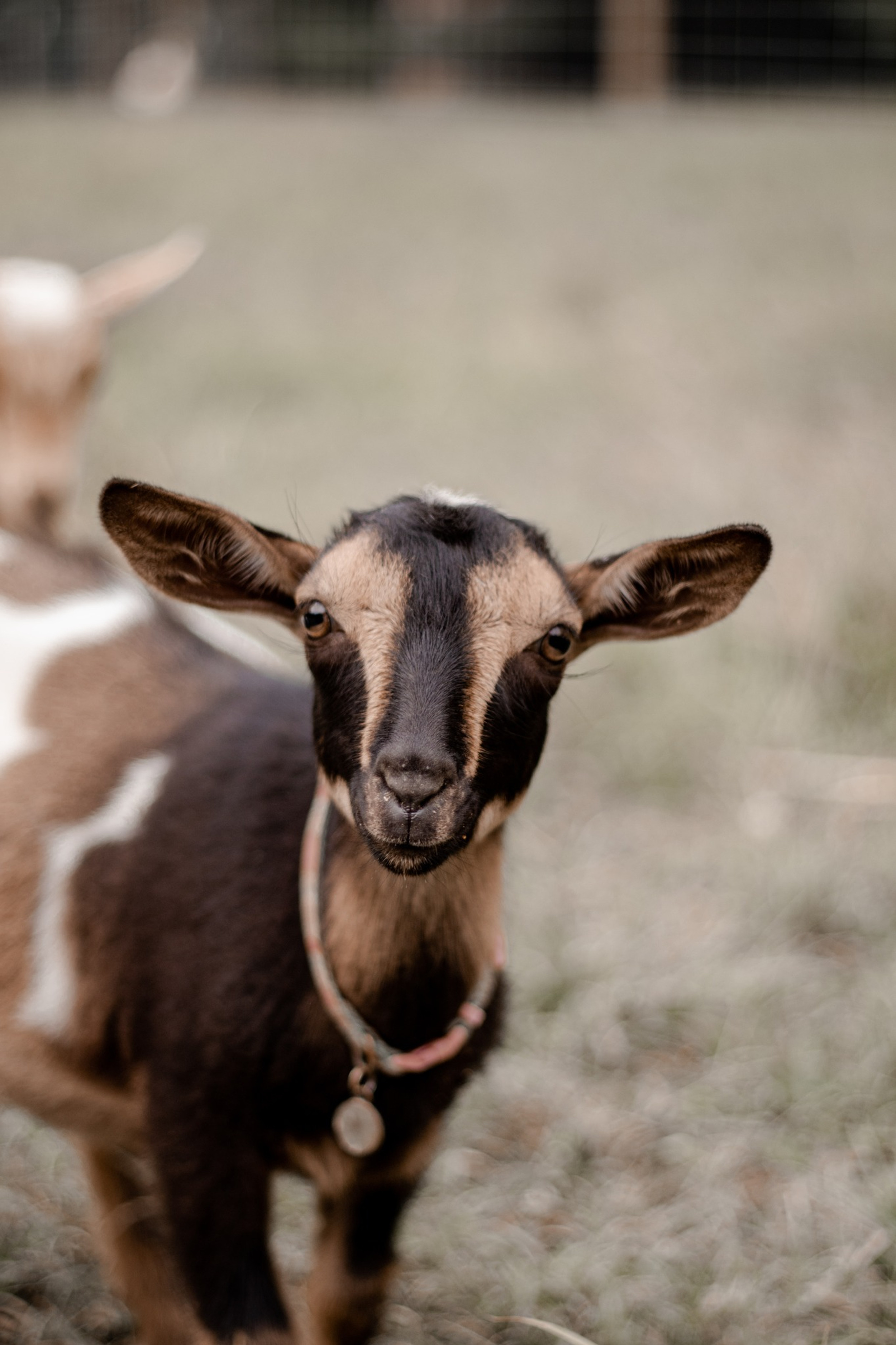 Nigerian Dwarf Goats | Cedar Trail Farm