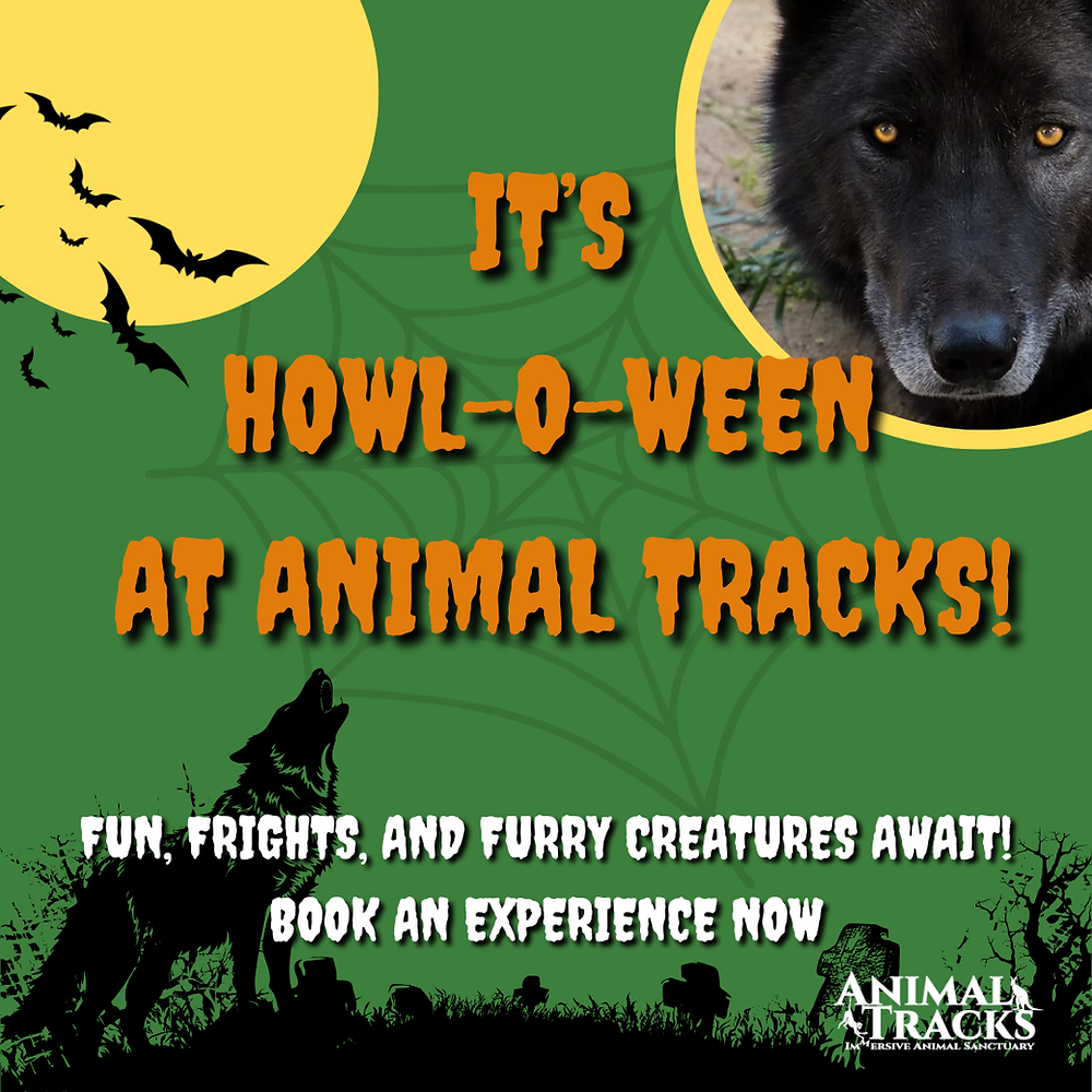 Embracing Fall at Animal Tracks: Pumpkins, Fur, and Howls in the Air!