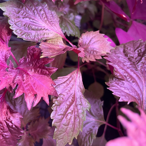 🌰 🍊 Shiso Microgreens | Ecobay Farms