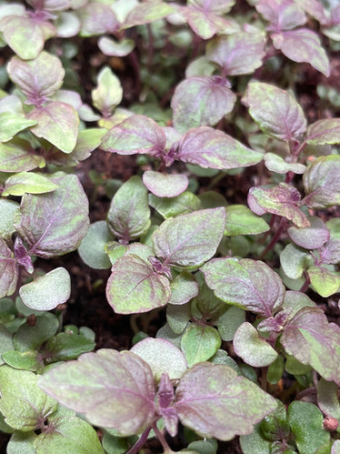 Shiso Microgreens | Ecobay Farms