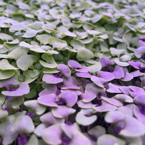 Basil Microgreens | Ecobay Farms