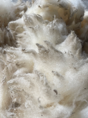 North Country Mule Raw Fleece - 1.3KG | wool