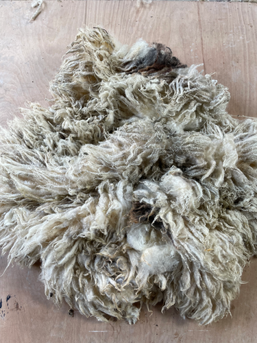North Country Mule Shearling Raw Fleece - 1.2kg | wool