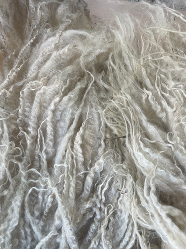 North Country Mule Shearling Raw Fleece - 1.8KG | wool