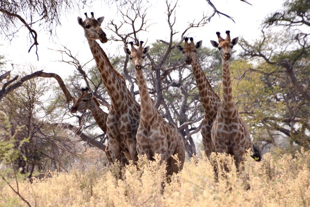 BOTANICAL ENCOUNTERS: Kalahari Desert Shrubs