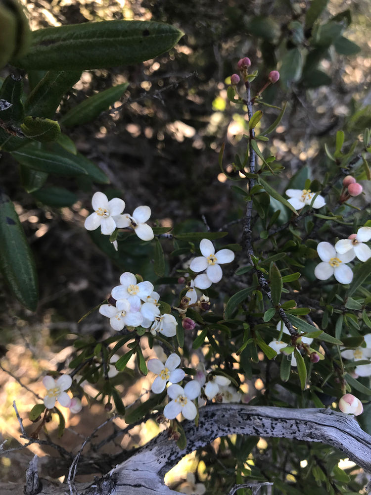 GOING WILD WITH NATIVES: Bush Rue