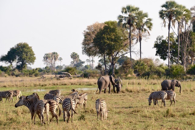 BOTANICAL ENCOUNTERS: The Okavango Delta - Drought, Wildfire And ...