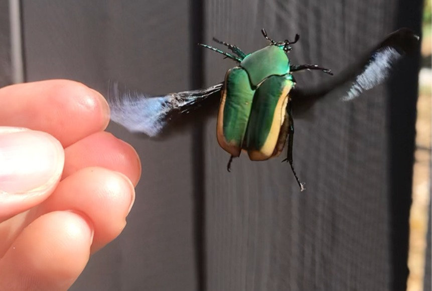 THE NEW BUG MAN: Green Fruit Beetles - A Sign Of SD Summer & Early Fall