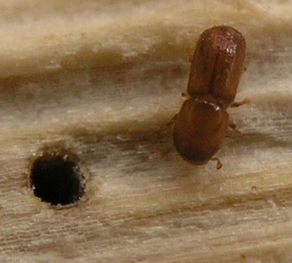 THE BUG MAN: What are Ambrosia Beetles?