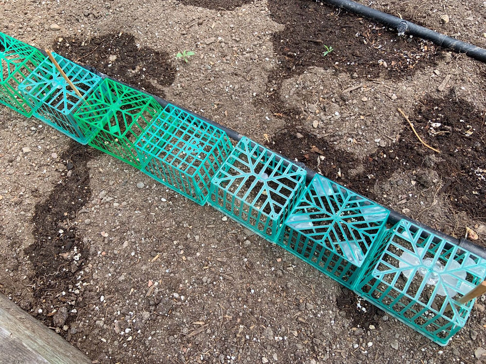 SHARING SECRETS: Using Household Items in the Garden