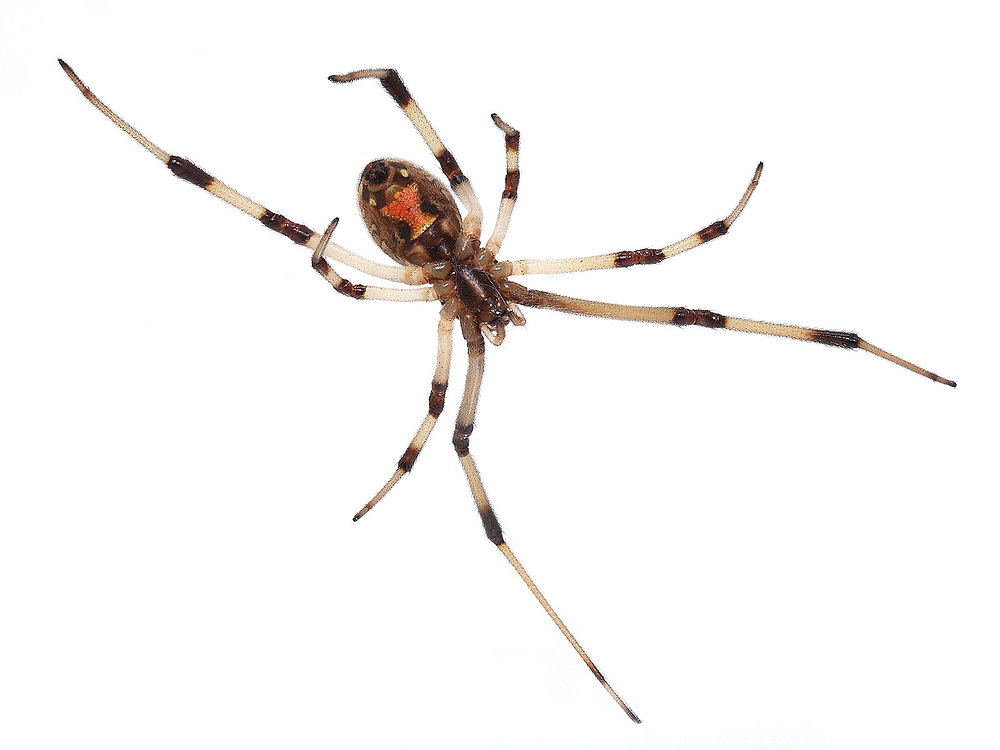 orange widow spider