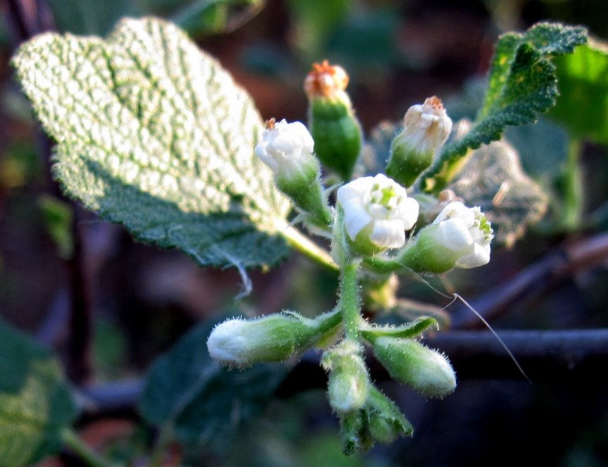 GOING WILD WITH NATIVES: Elderberries And Currants, Ribes Species ...