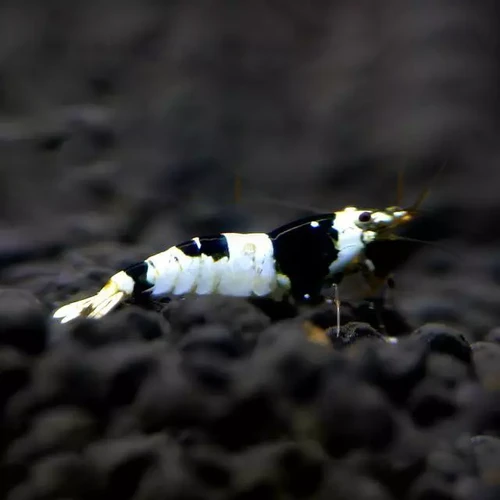 Pure Black Line Shrimp | Simply Shrimp