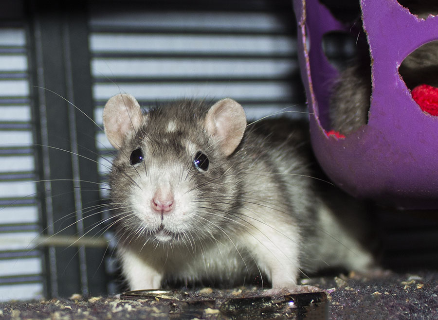Arizona | Rat Breeder | Raining Rats Rattey