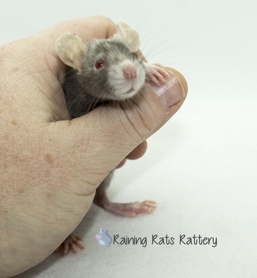 Arizona | Rat Breeder | Raining Rats Rattey