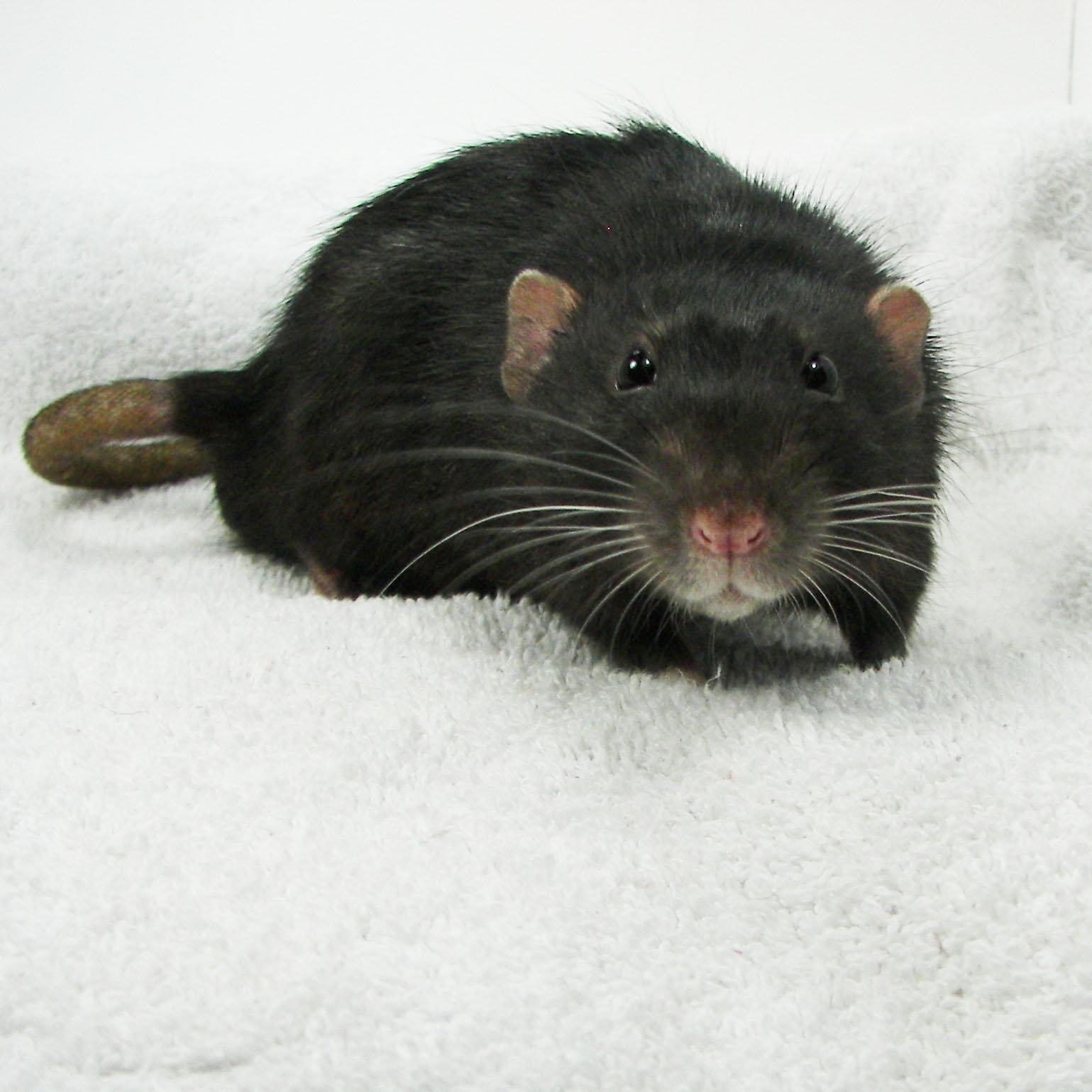 Arizona | Rat Breeder | Raining Rats Rattey