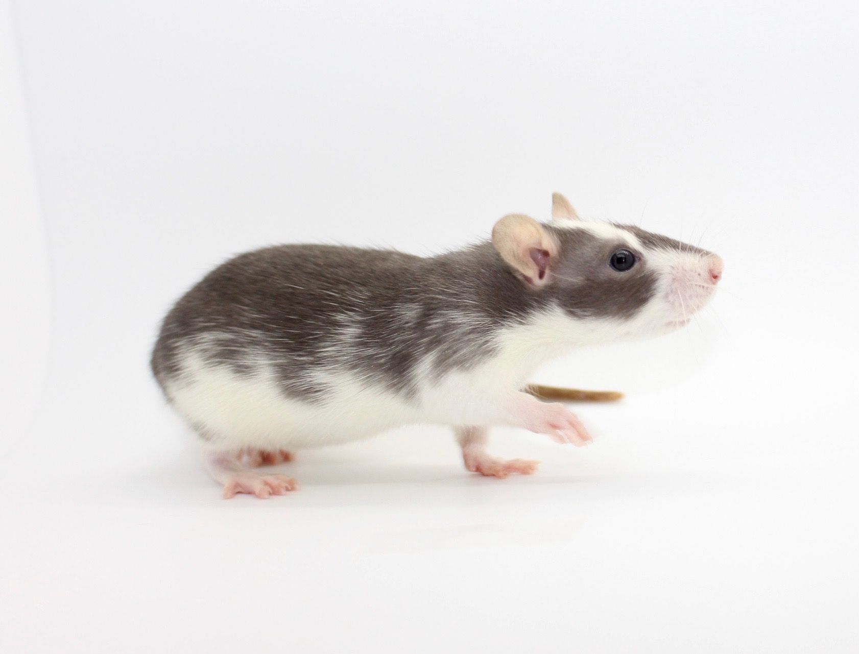 Arizona | Rat Breeder | Raining Rats Rattey