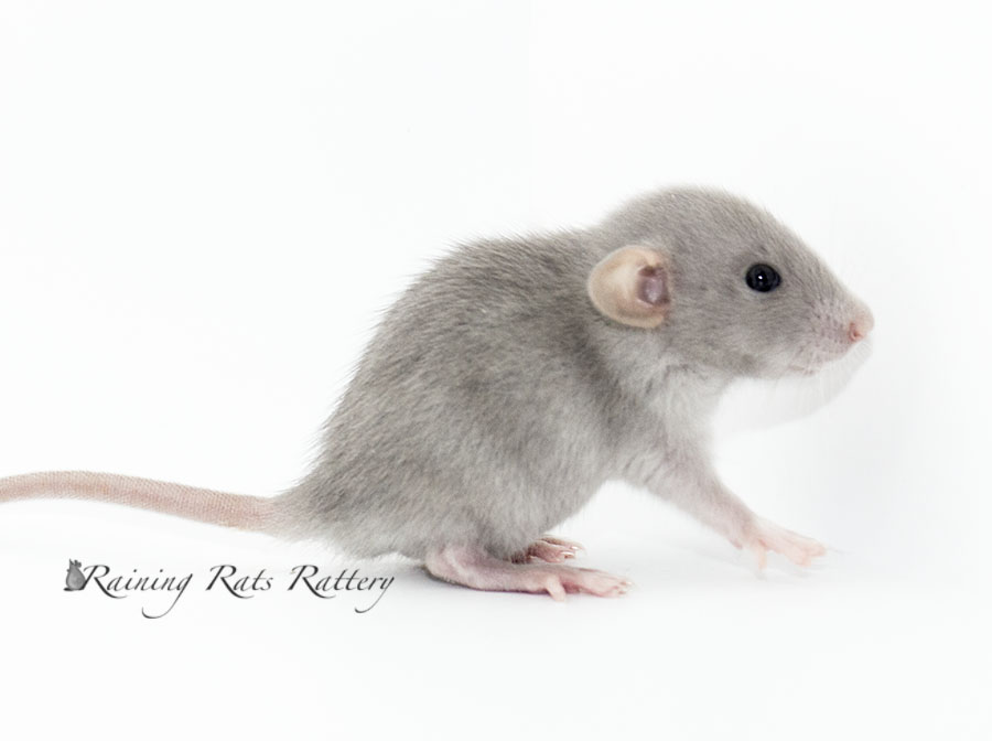 Arizona | Rat Breeder | Raining Rats Rattey