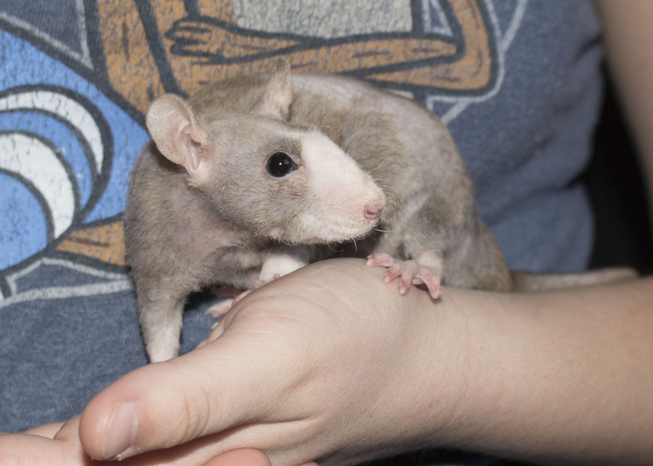 Arizona | Rat Breeder | Raining Rats Rattey