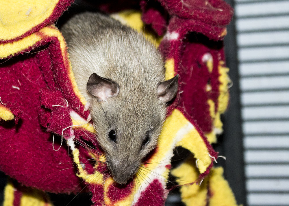 Arizona | Rat Breeder | Raining Rats Rattey