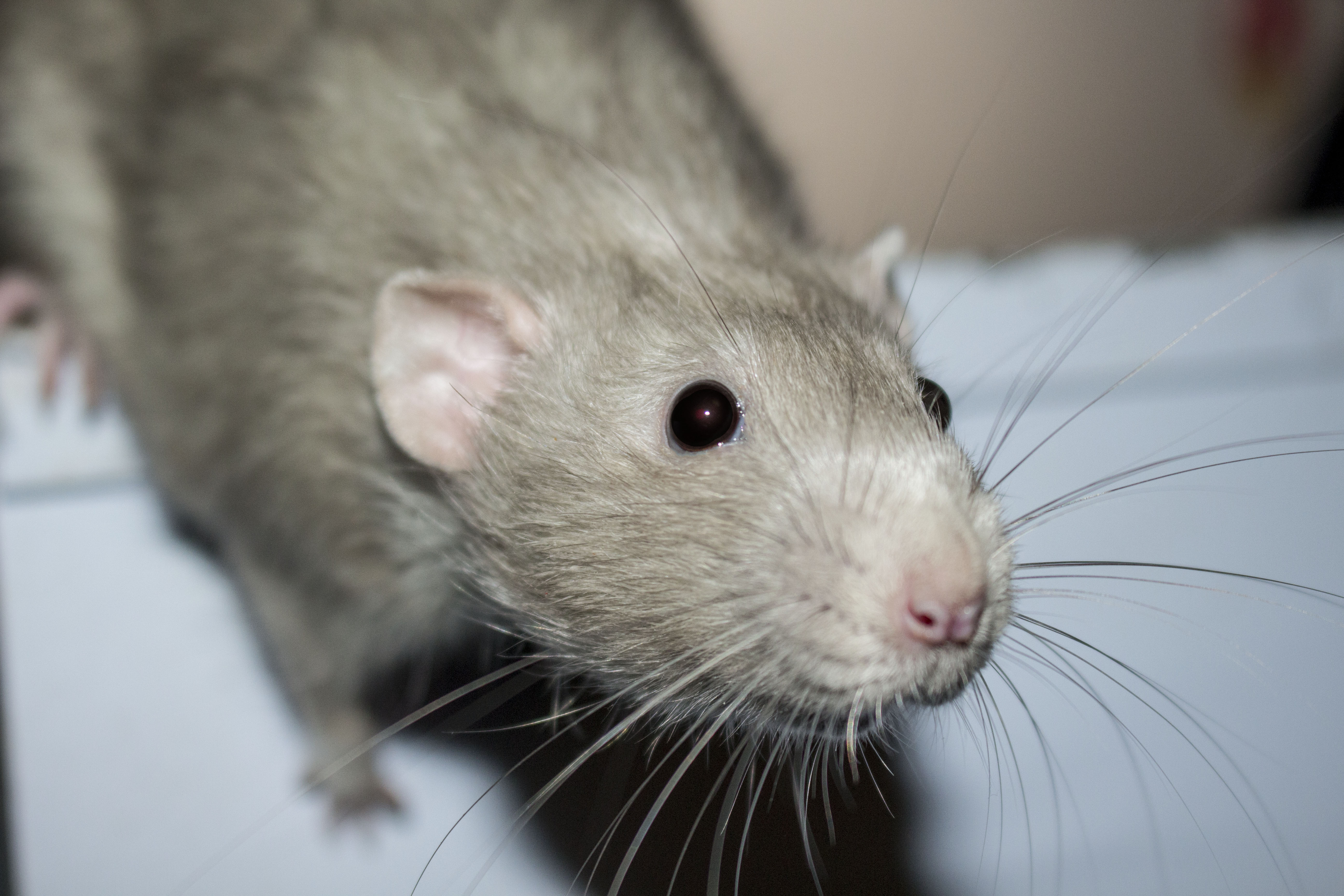 Arizona | Rat Breeder | Raining Rats Rattey