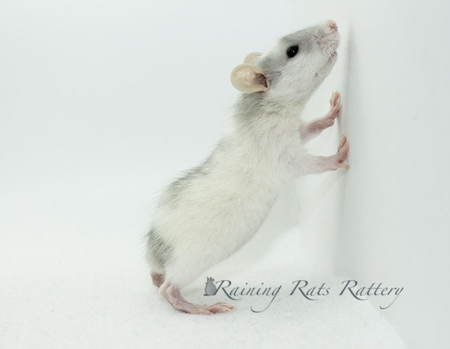 Arizona | Rat Breeder | Raining Rats Rattey