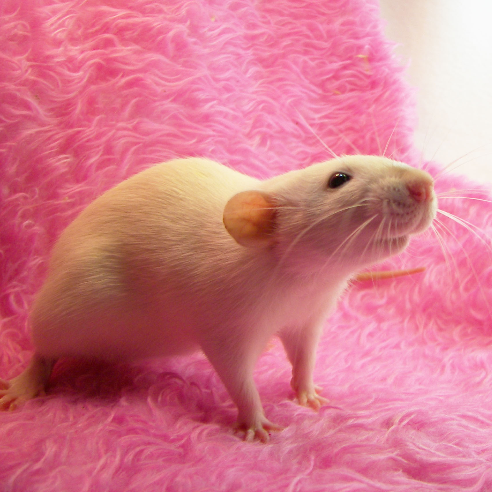 Arizona | Rat Breeder | Raining Rats Rattey