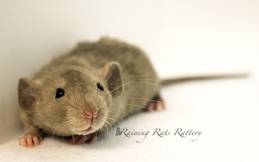 Arizona | Rat Breeder | Raining Rats Rattey