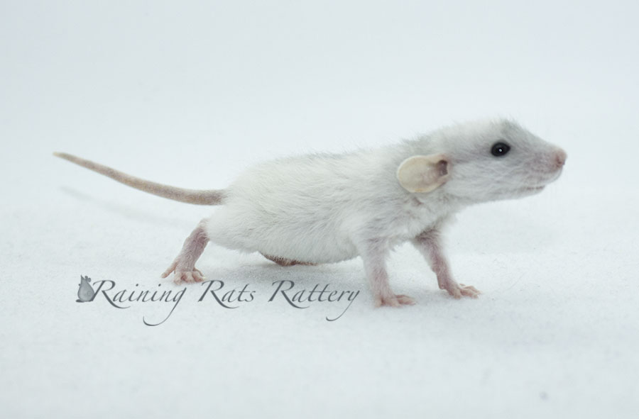 Arizona | Rat Breeder | Raining Rats Rattey