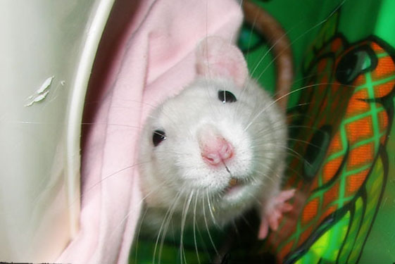 Arizona | Rat Breeder | Raining Rats Rattey