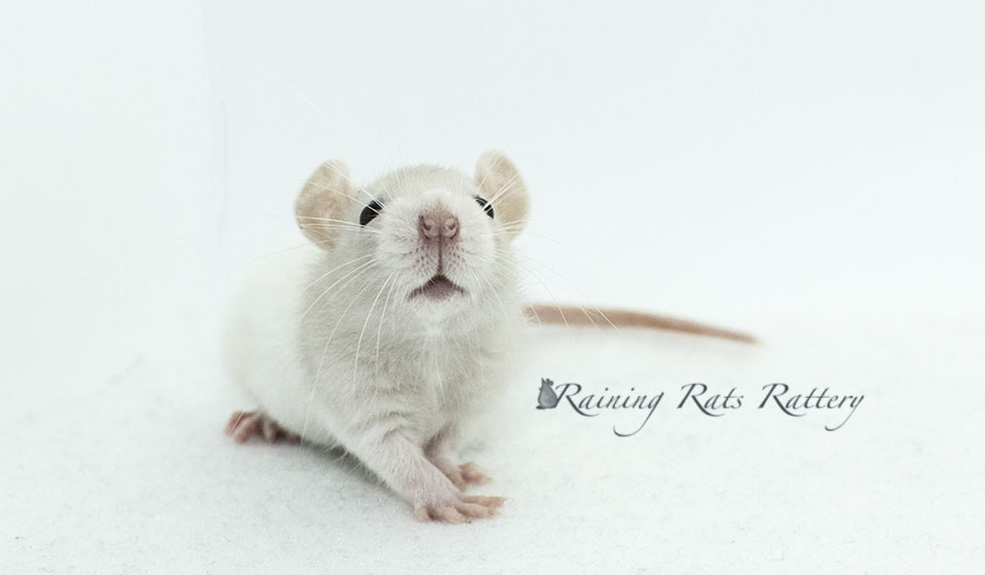 Arizona | Rat Breeder | Raining Rats Rattey